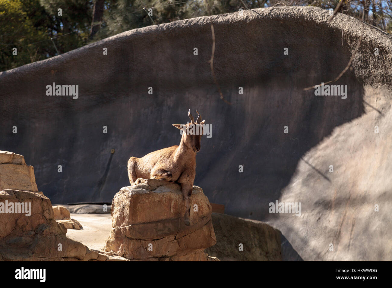 Markhor hi-res stock photography and images - Alamy