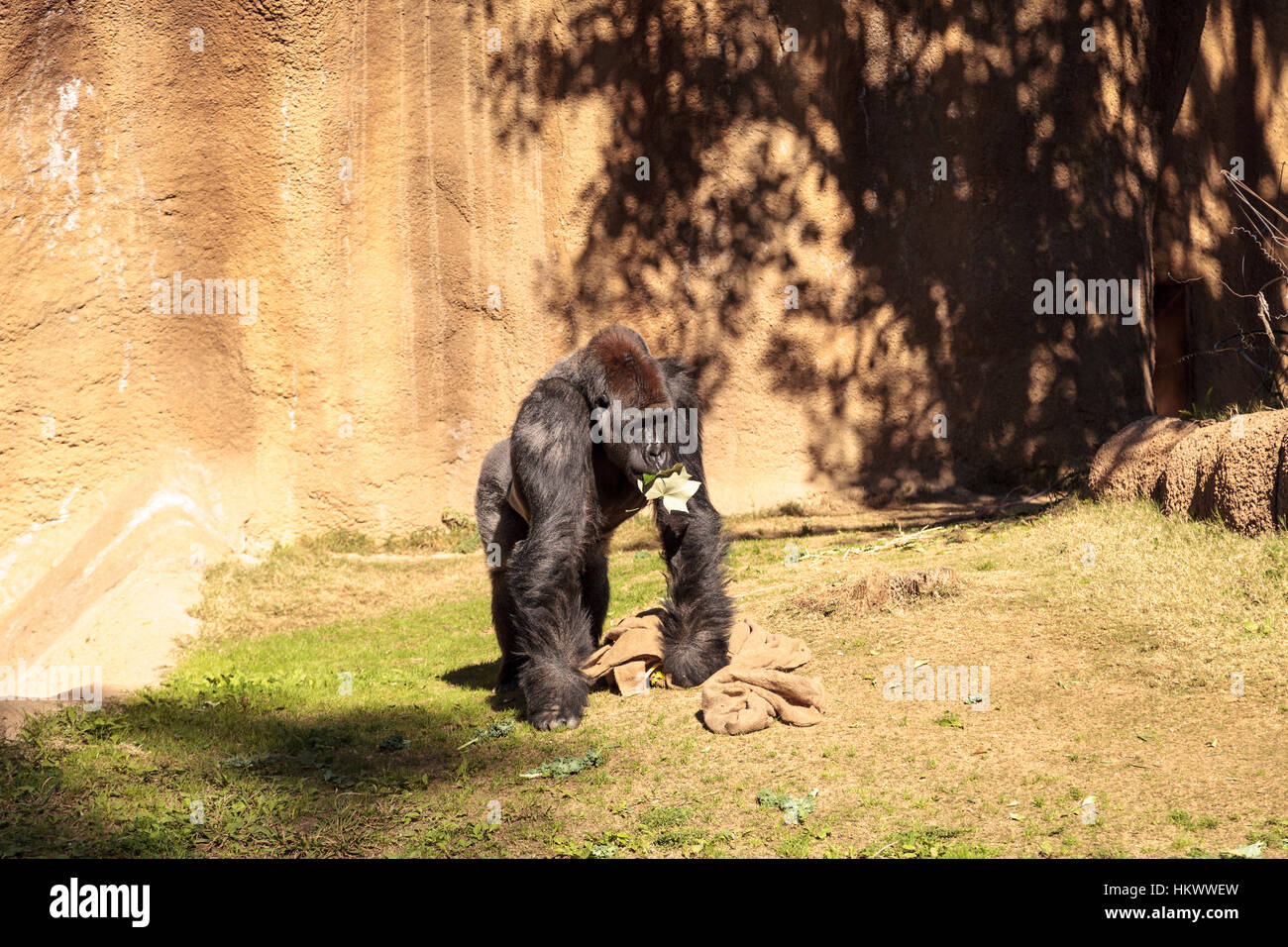 Western Lowland Gorilla is found in forests and lowland swamps in ...