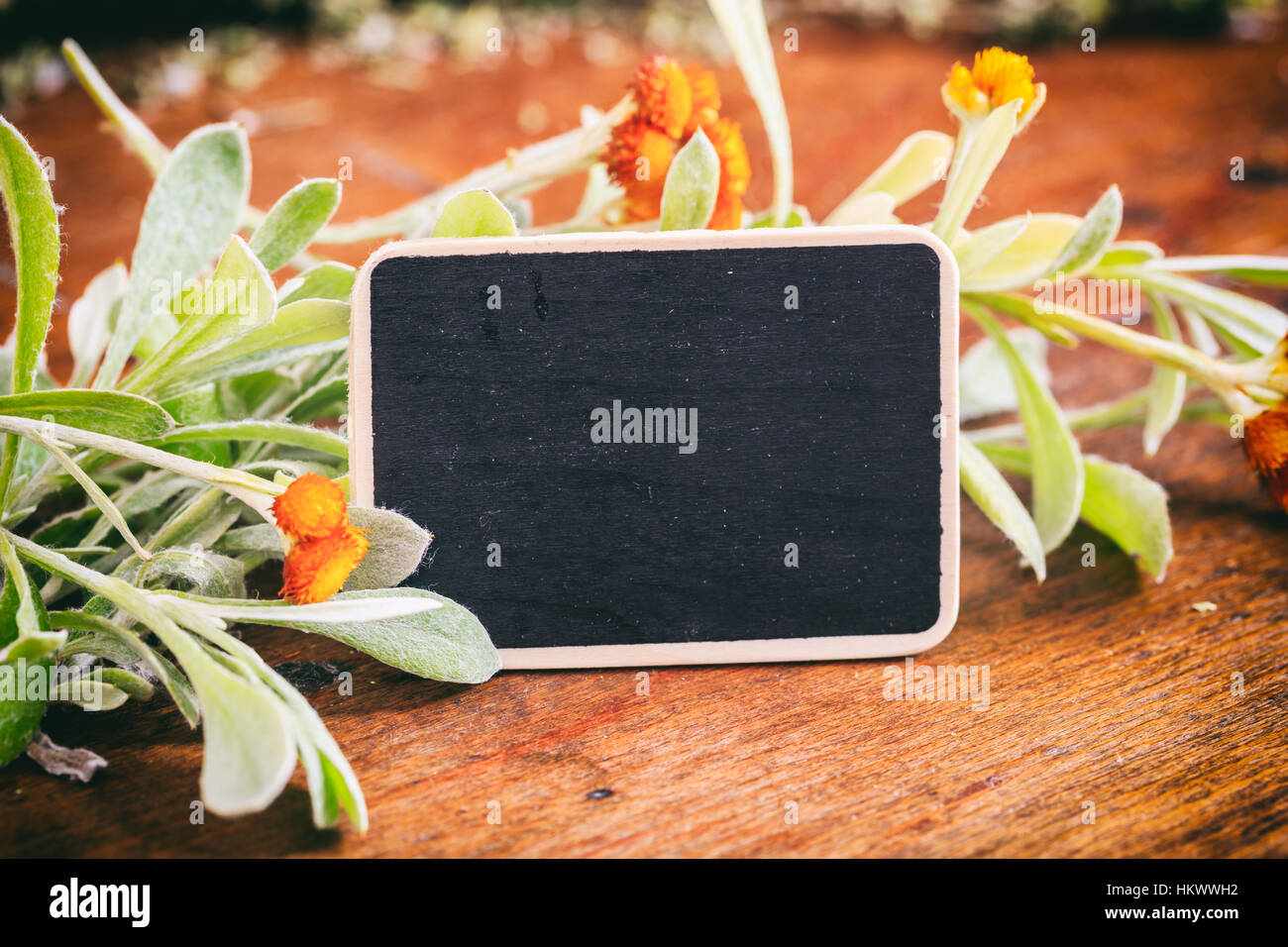 Fresh helichrysum twig and label on wooden background Stock Photo - Alamy