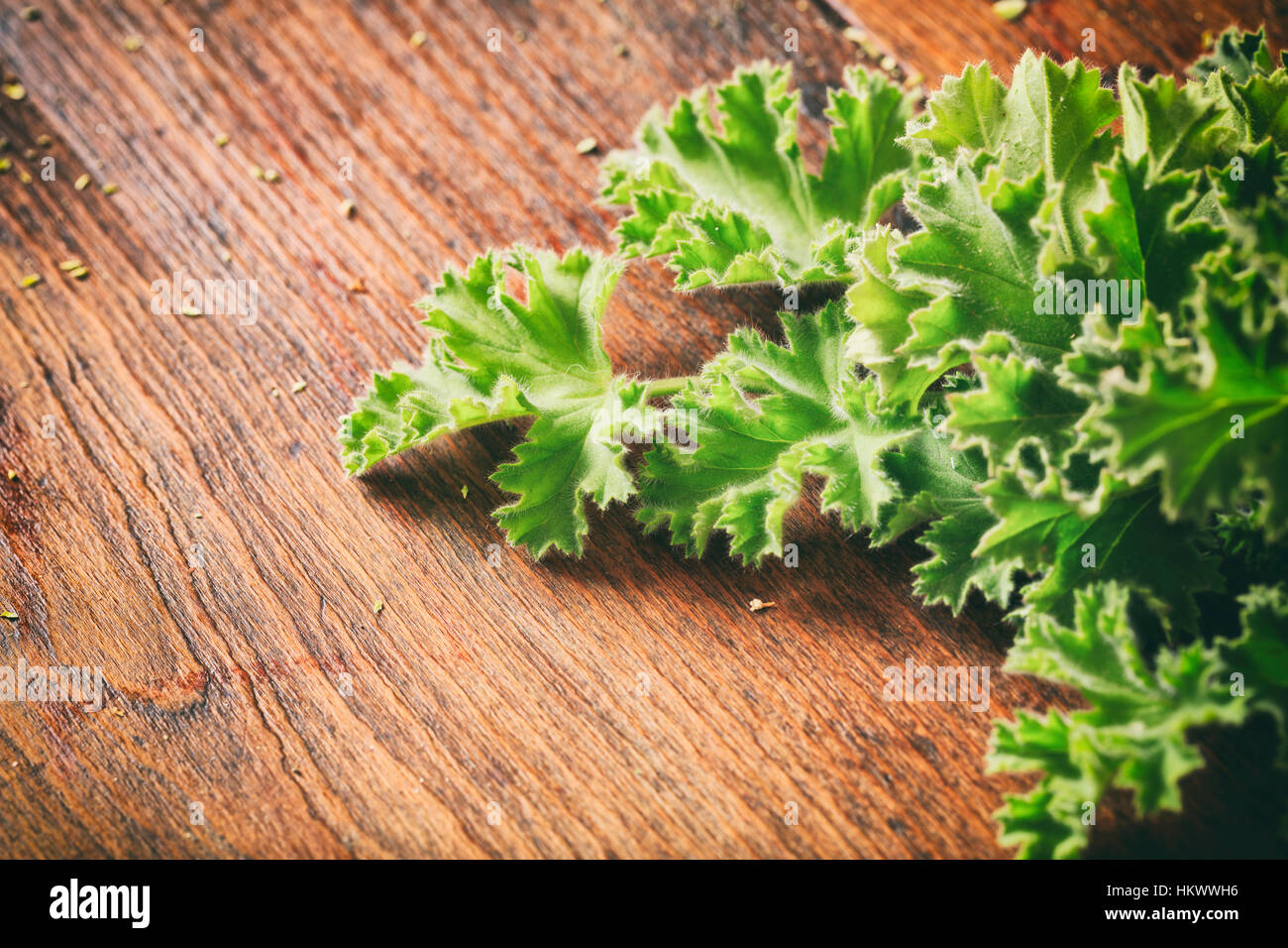 Citronella plant hi-res stock photography and images - Alamy