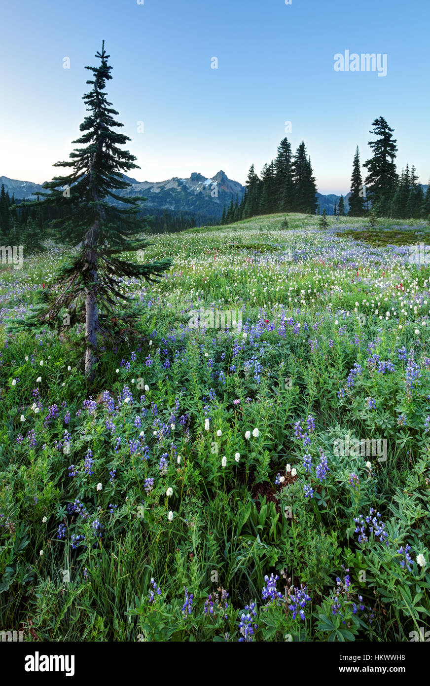 Tatoosh mountains hi-res stock photography and images - Alamy
