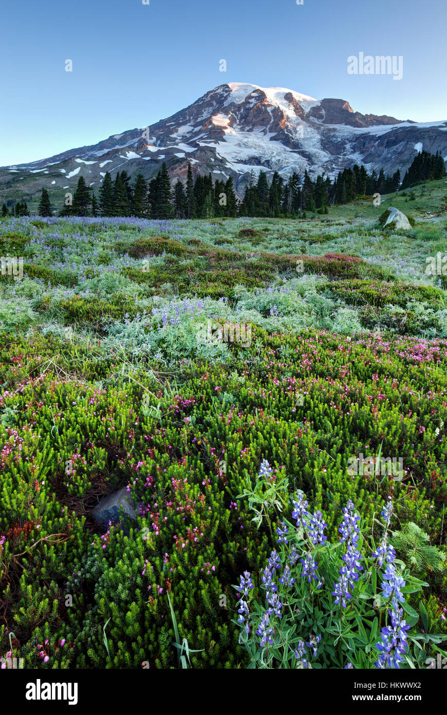 Mount Rainier and subalpine wildflower meadow, Paradise, Mount Rainier ...