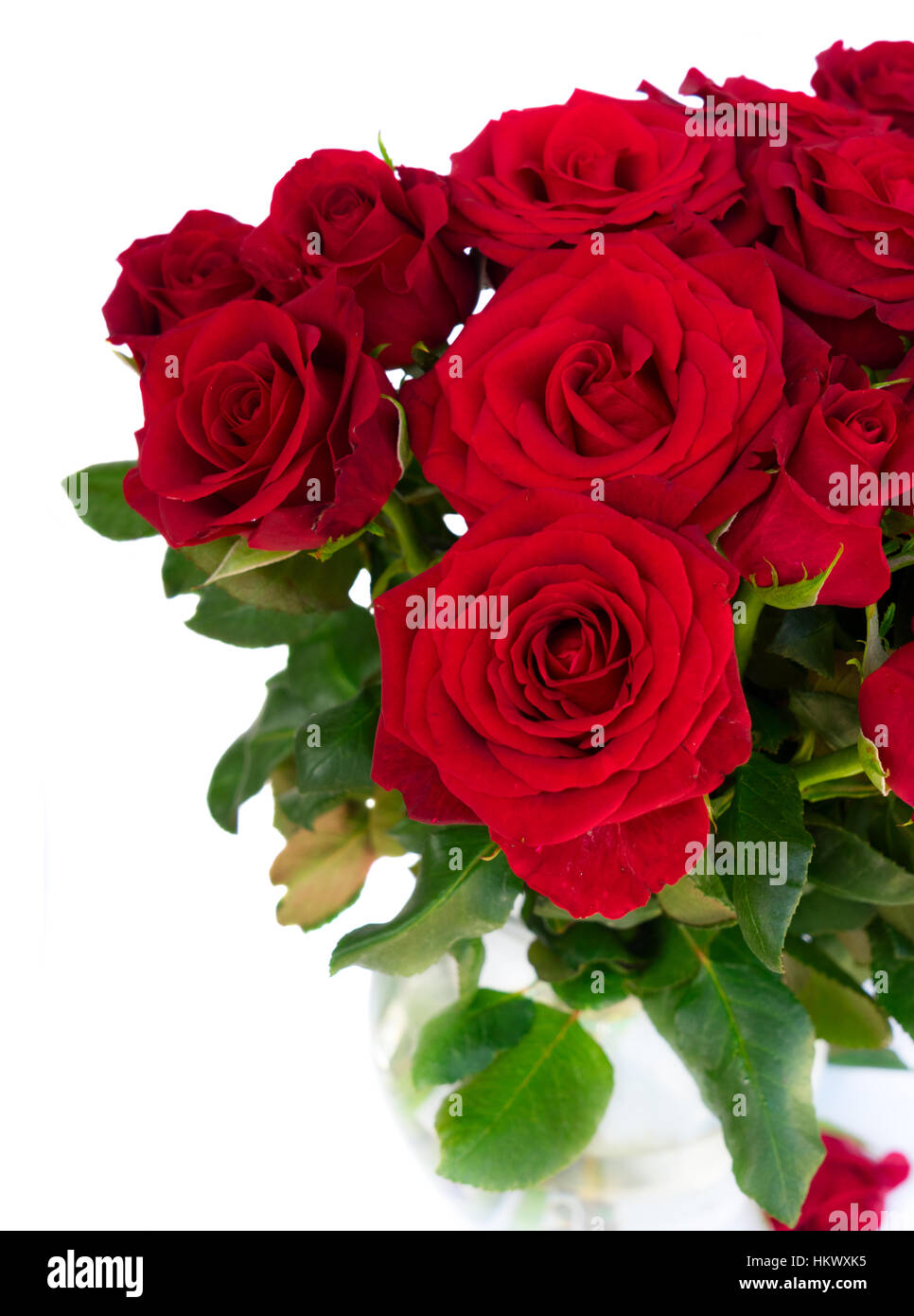 Red blooming roses Stock Photo - Alamy