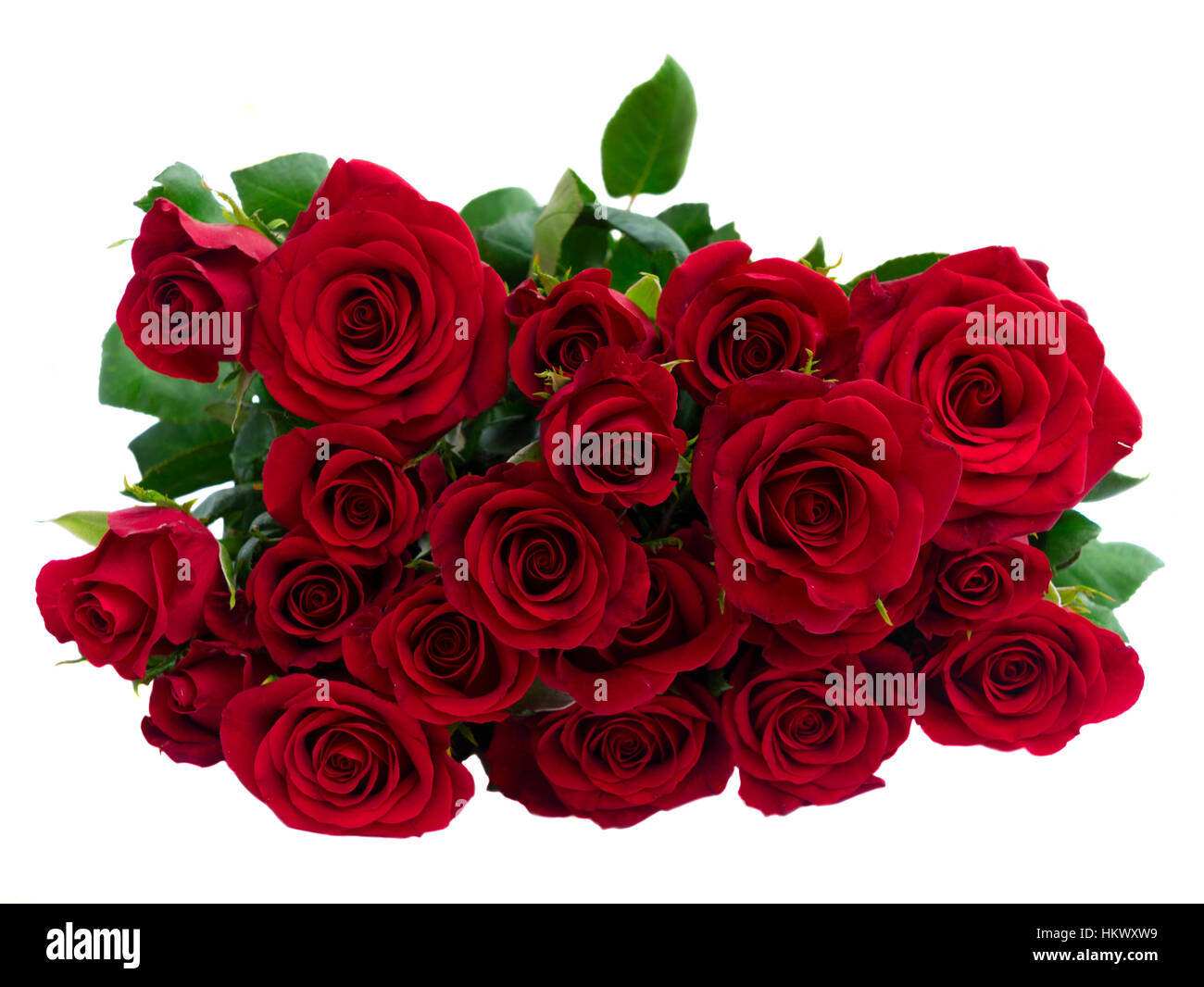 Red blooming roses Stock Photo - Alamy