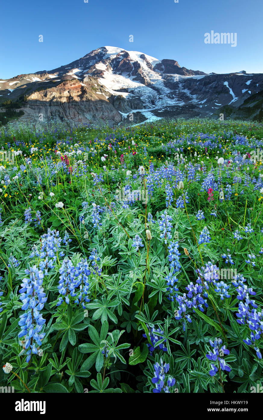 Mount Rainier and subalpine wildflower meadow, Paradise, Mount Rainier ...