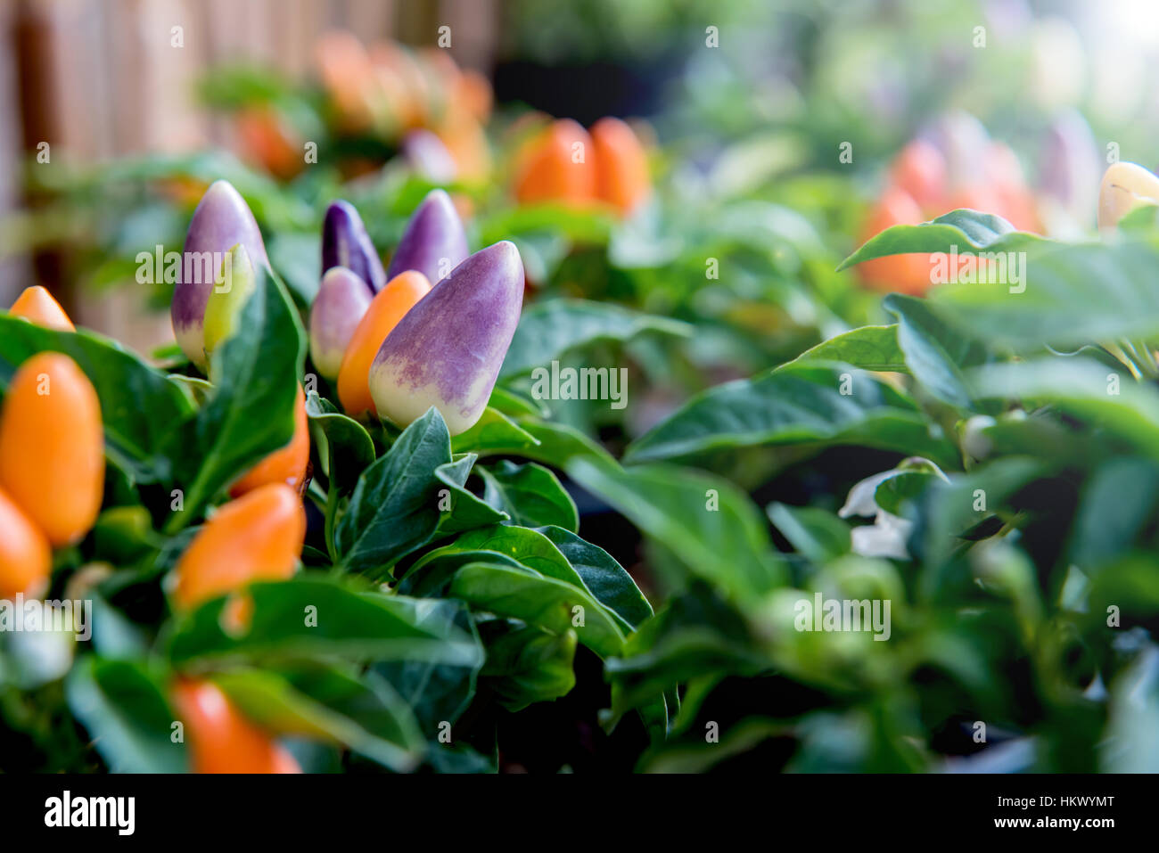 chili, hot and spicy plant Stock Photo - Alamy
