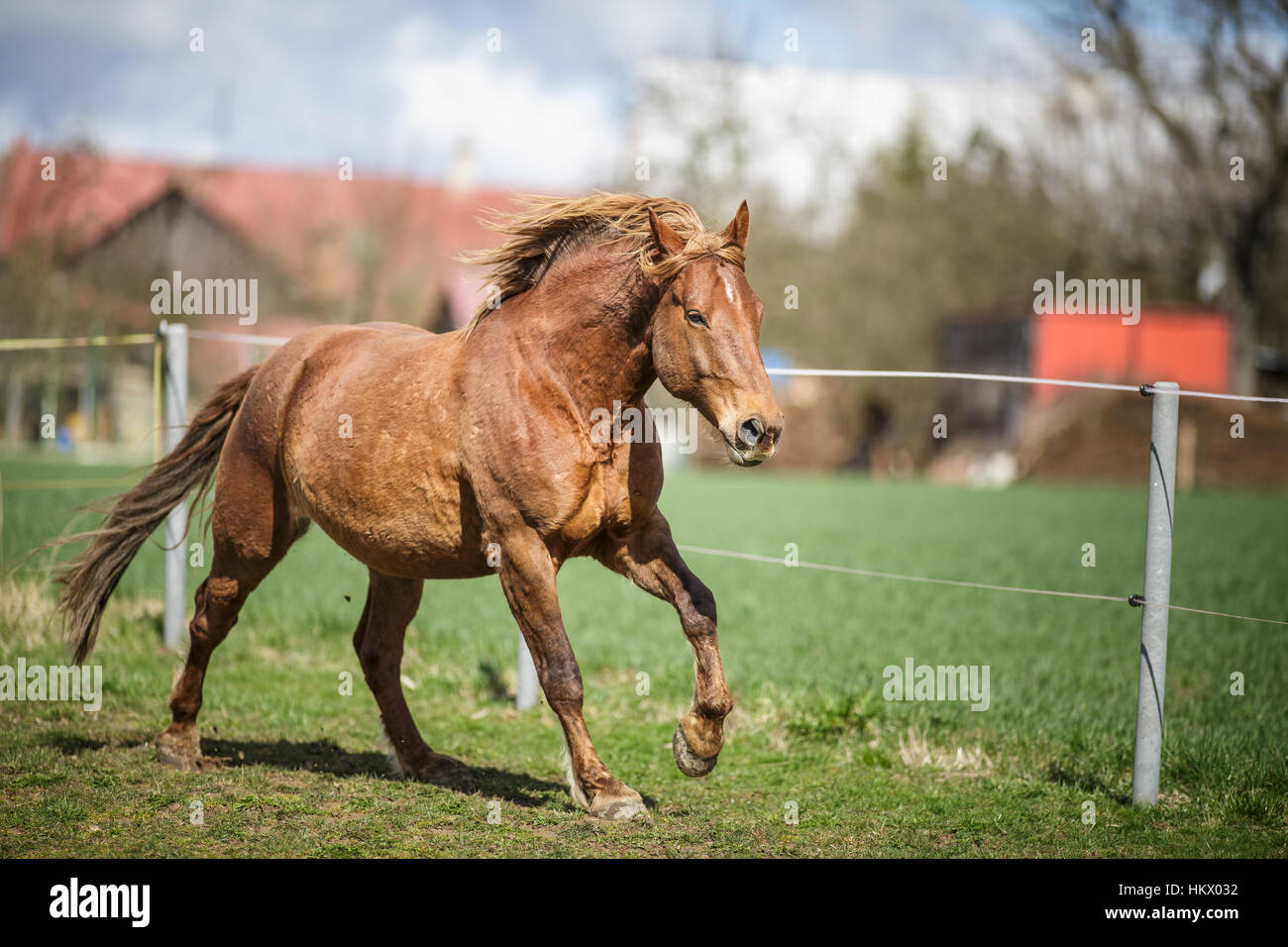 Horse Running Fast Stock Photo Alamy horse-running-fast-stock-photo-alamy