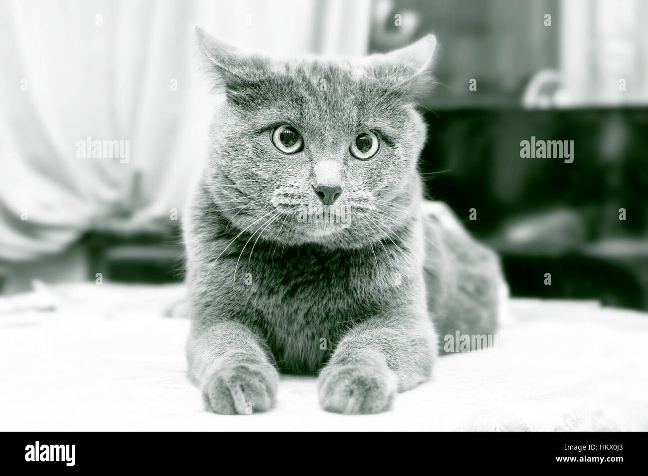 Unhappy cat hi-res stock photography and images - Alamy