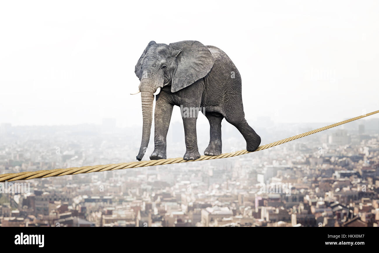 elephant on rope and urban background Stock Photo - Alamy