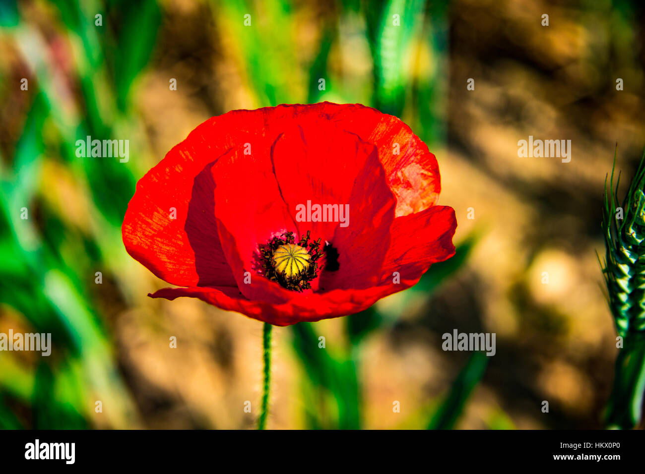 A lone Poppy Stock Photo - Alamy