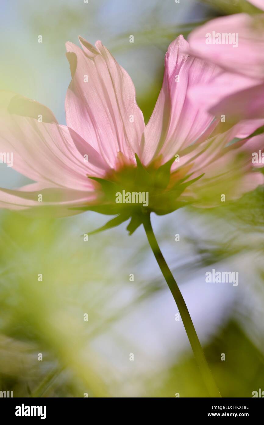 underside image Delicate Pink Flower shot from Ground Level Through the ...