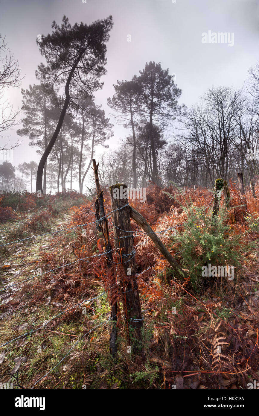 Dordogne fern hi-res stock photography and images - Alamy