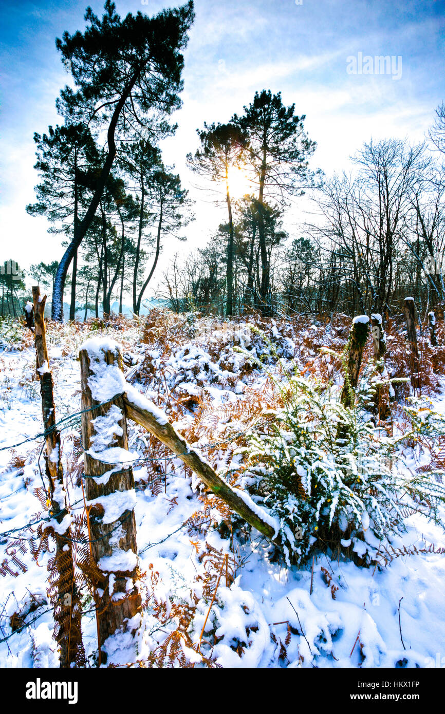 Winter landscape with tall pine trees Stock Photo - Alamy