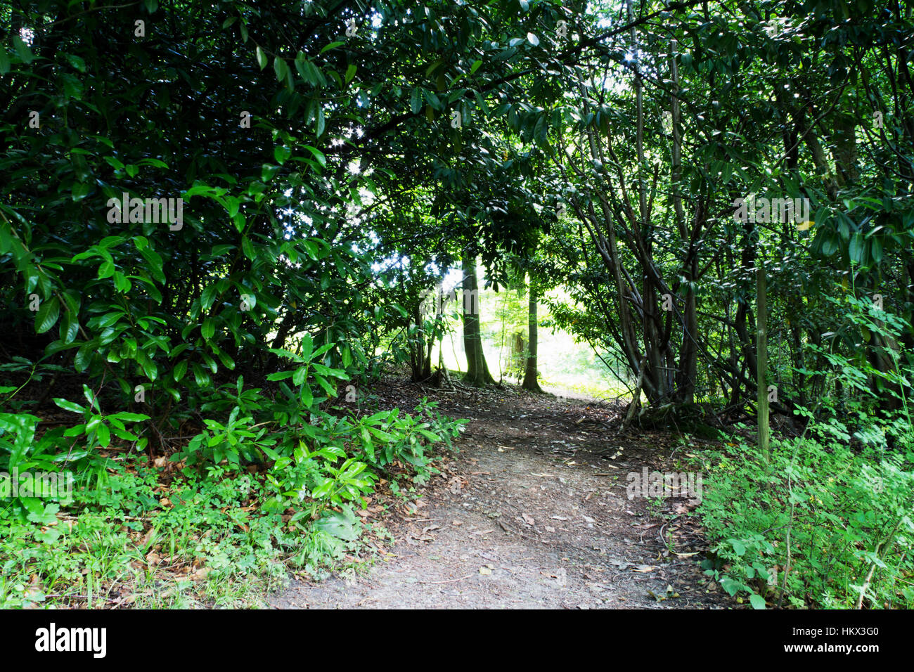 Path surrounded by green trees on both sides Stock Photo - Alamy