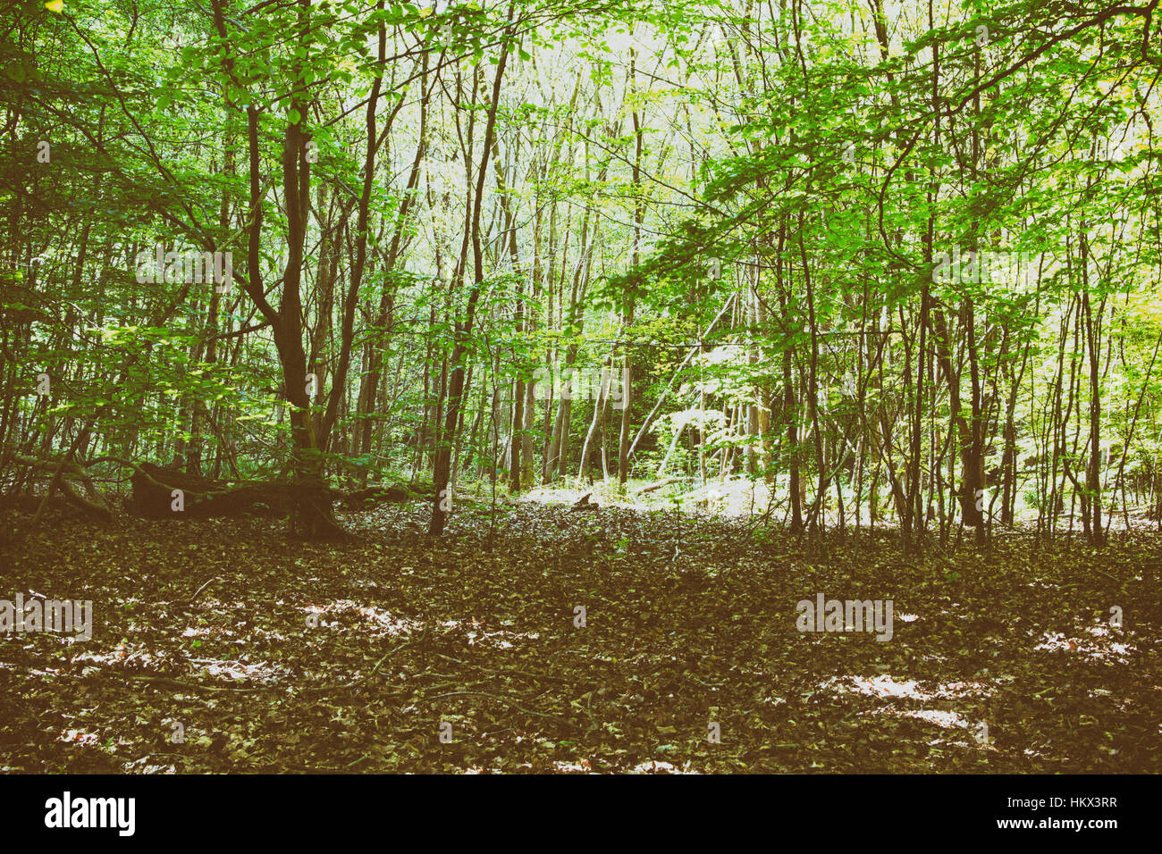 Looking through the trees in an English wood Stock Photo - Alamy