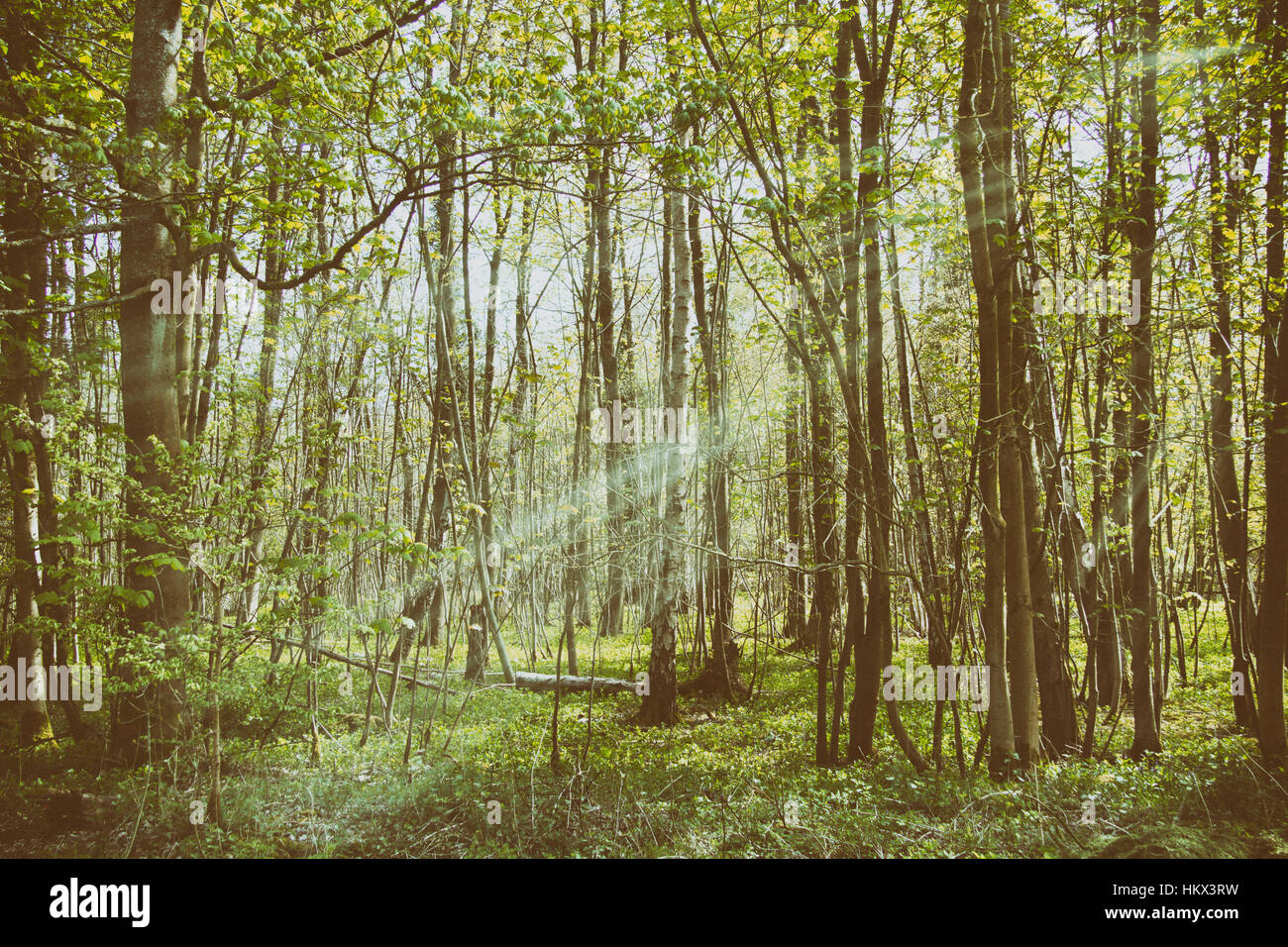 View through the trees on a country walk in the Chilterns, England ...
