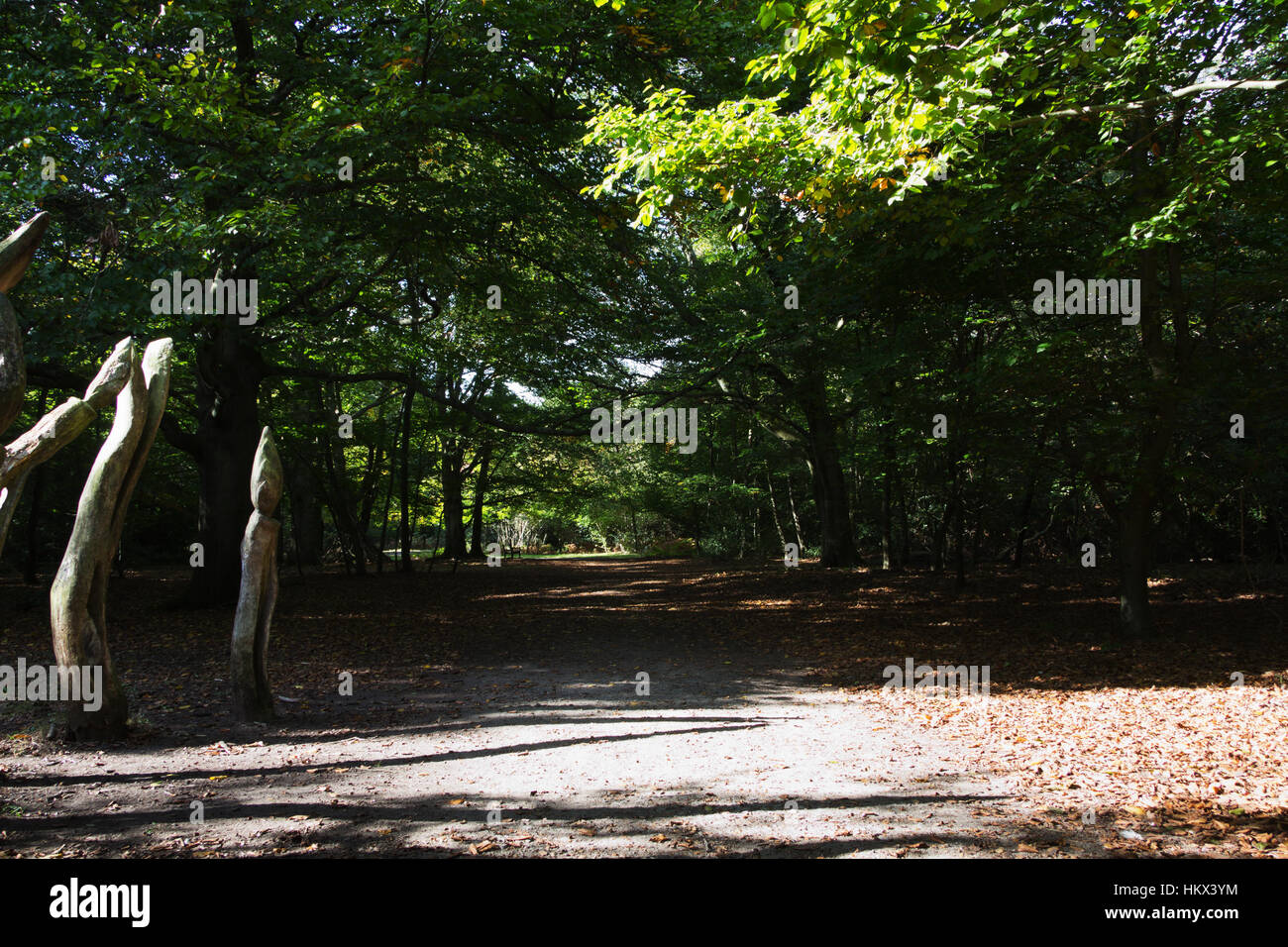 English woodland background hi-res stock photography and images - Alamy