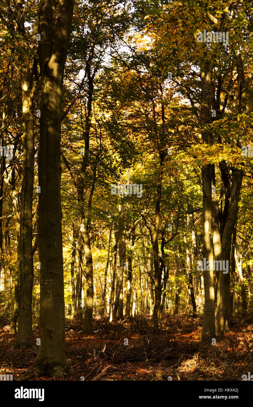 Woodland scene with autumn leaves in yellow and brown Stock Photo - Alamy