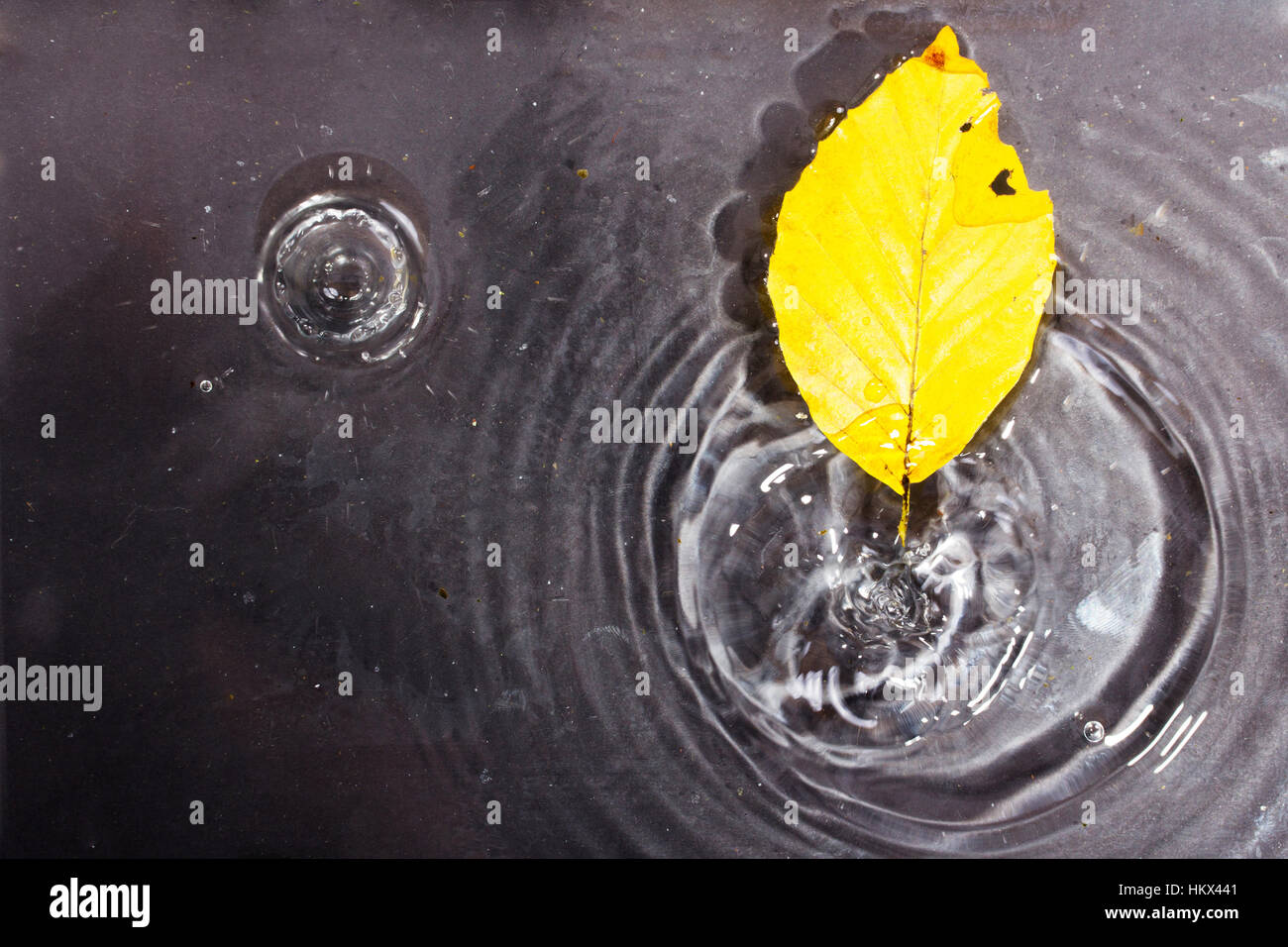 Bright colourful autumn leaf floating in water with ripples Stock Photo - Alamy