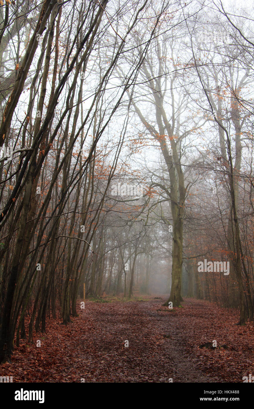 English woodland on a foggy misty January morning Stock Photo - Alamy