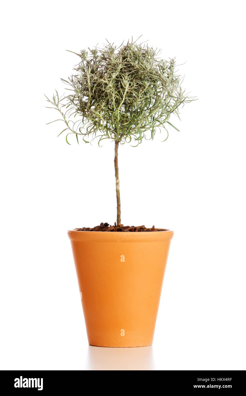 Curry plant hi-res stock photography and images - Alamy