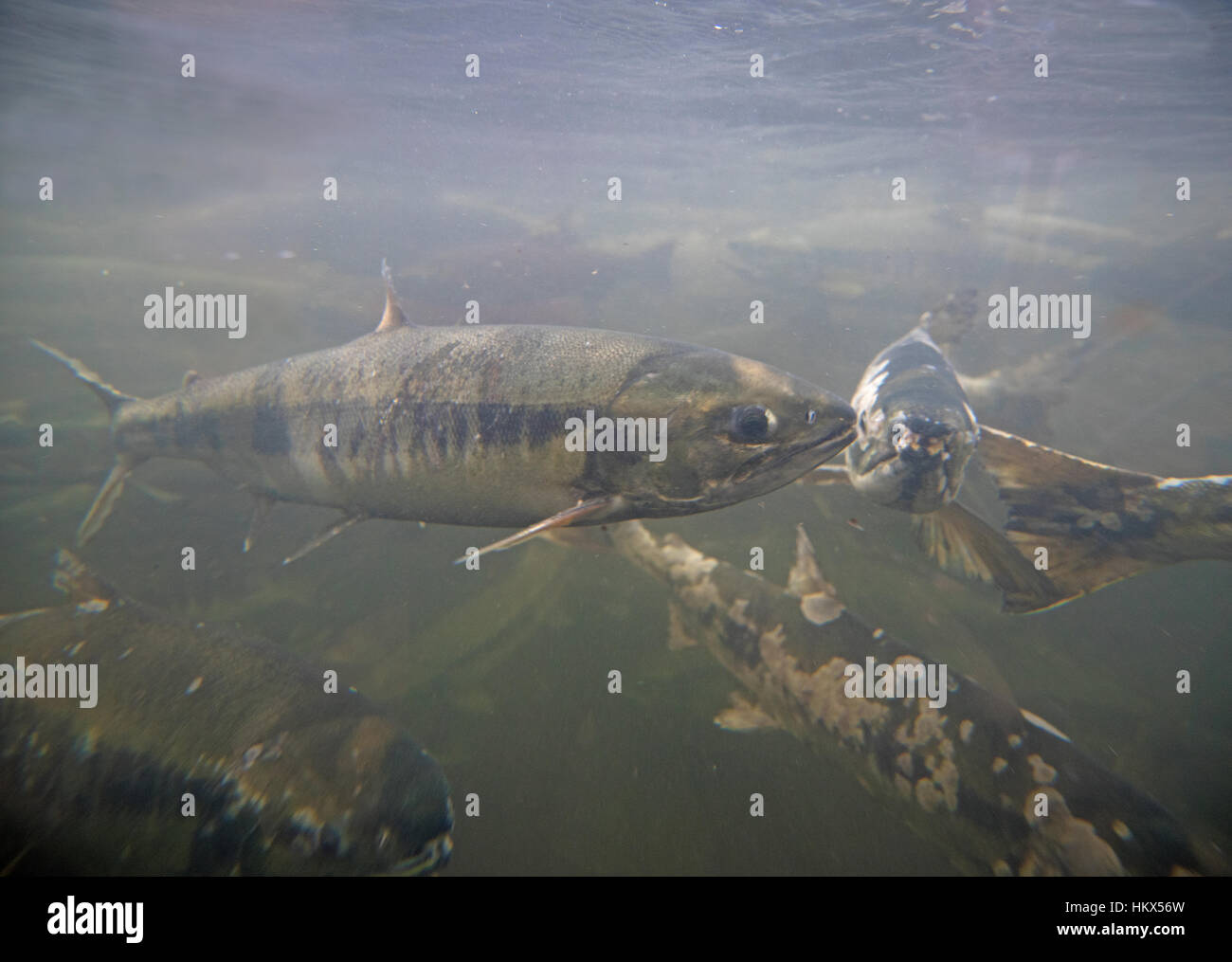 The Autumn run of Chum Salmon, they spawn and then they die, Qualicum ...