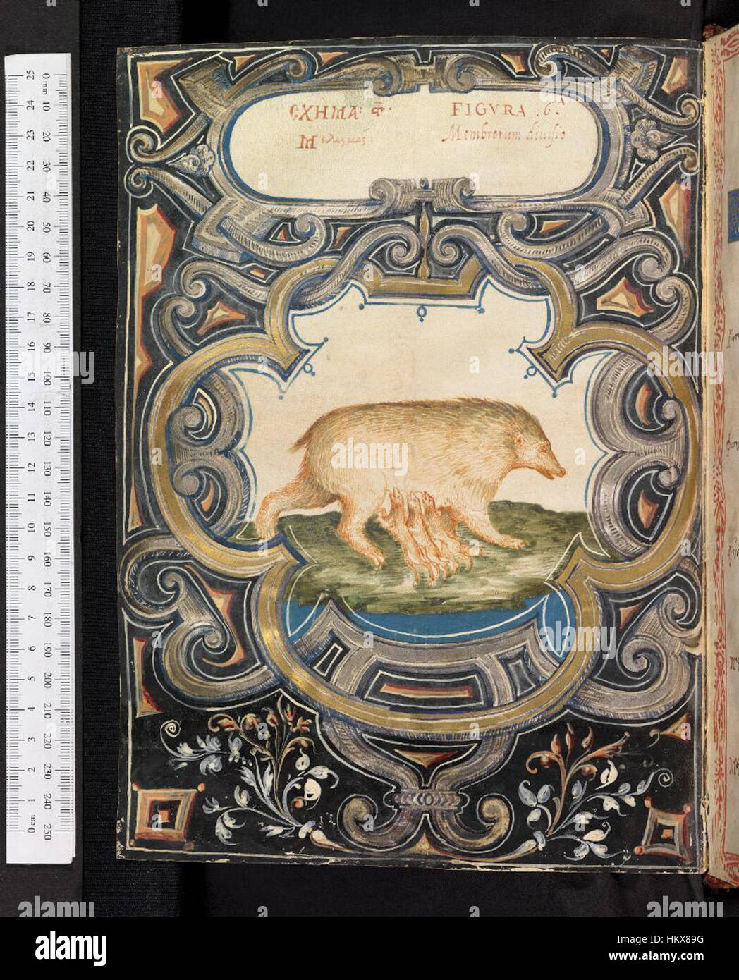This image, taken from the Bodleian Libraries' collection, features a ...