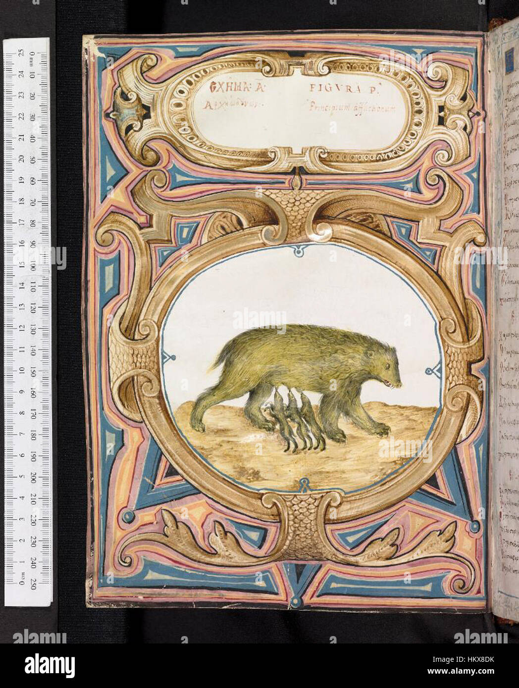 Oracula hi-res stock photography and images - Alamy