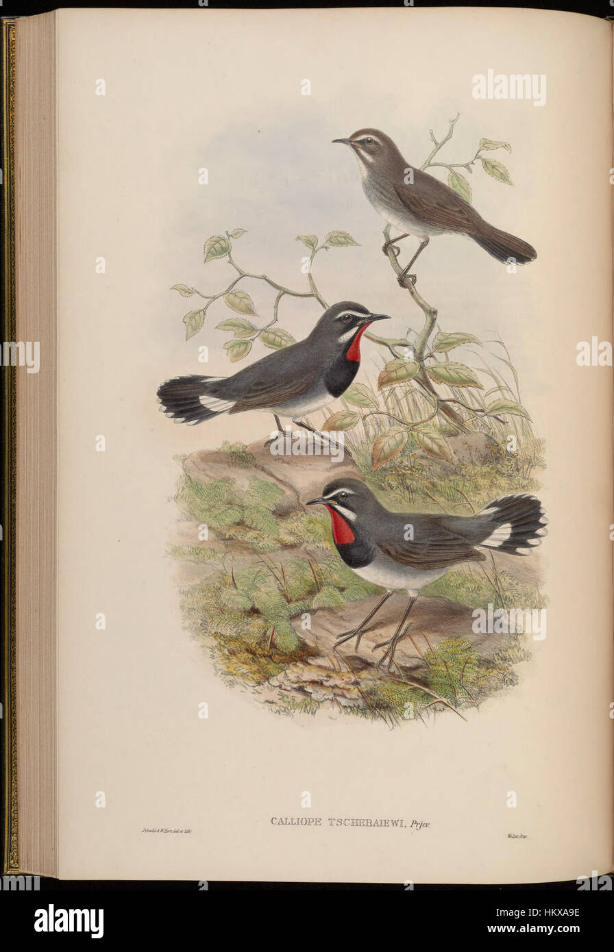 'Birds of Asia' by John Gould is a detailed study of bird species ...