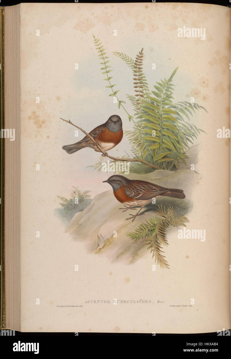 An illustration from the book 'Birds of Asia' by John Gould, featuring ...