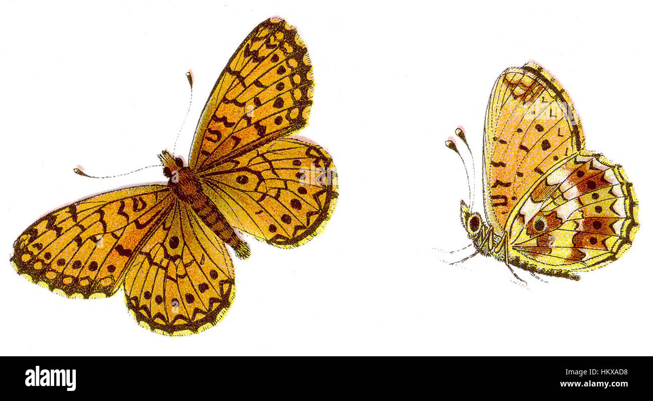 This artwork showcases the 'Boloria selene,' also known as the pearl ...