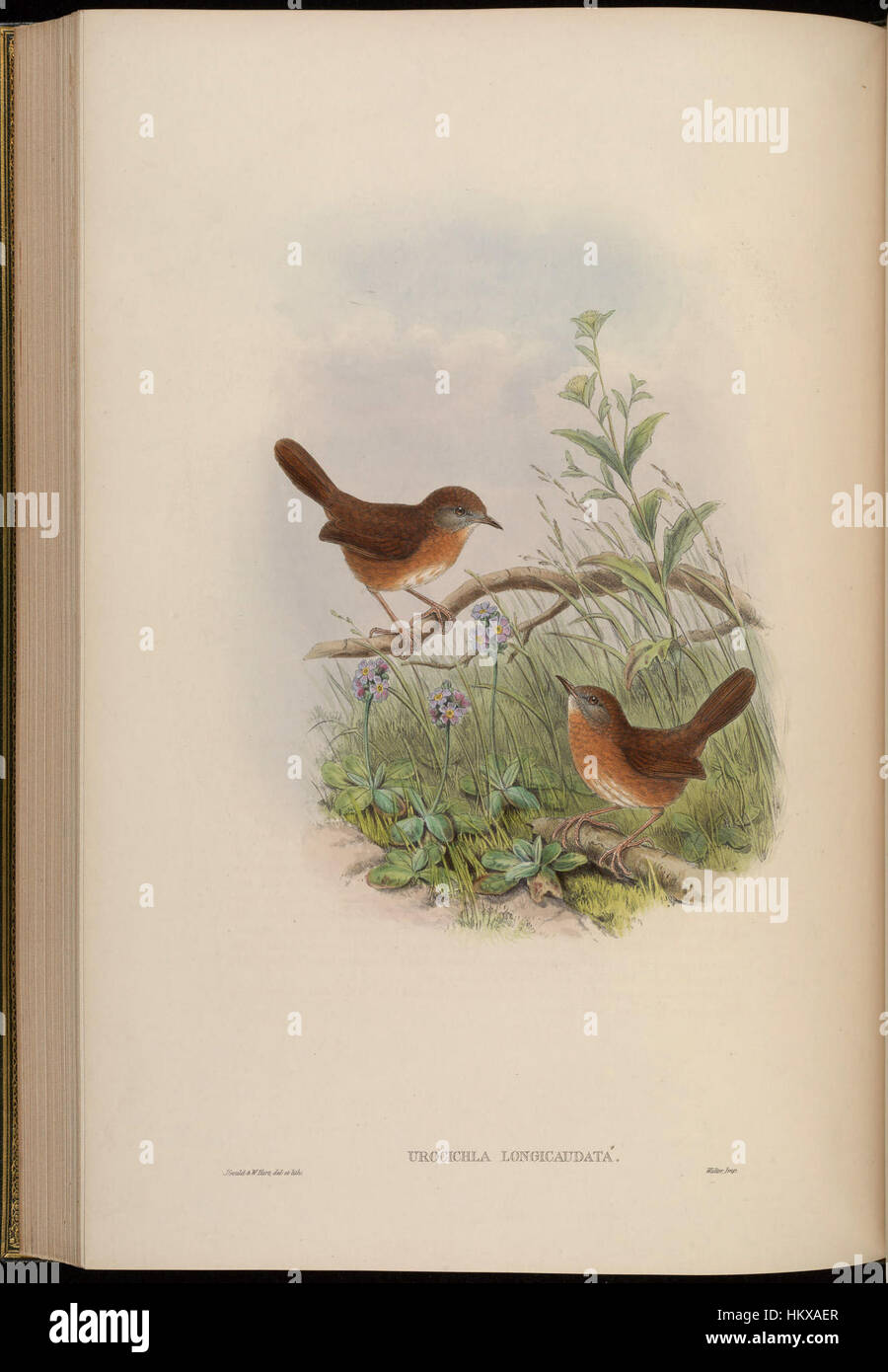 'Birds of Asia' by John Gould features a detailed illustration of ...