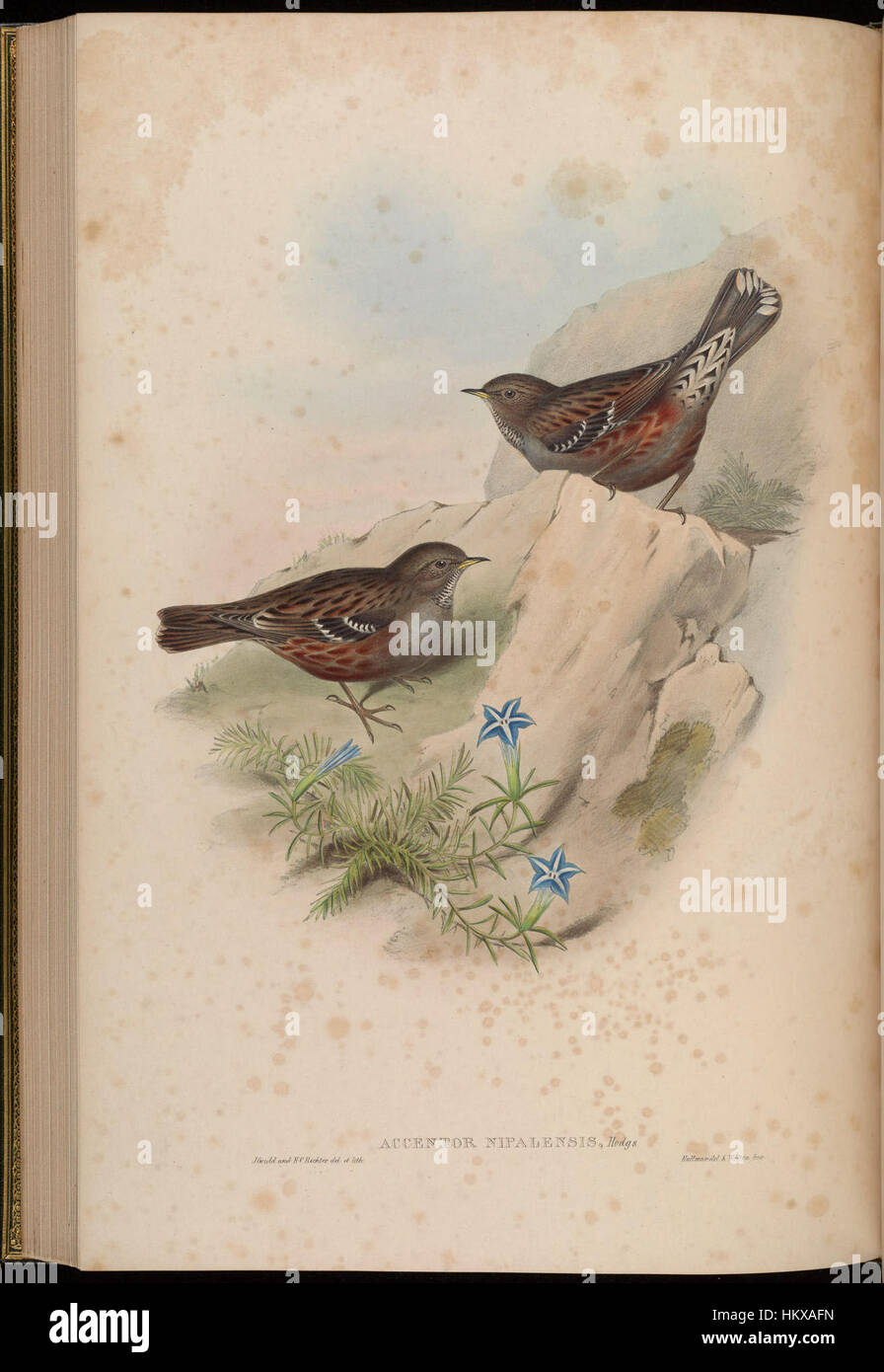 The artwork 'Birds of Asia' by John Go depicts various bird species ...