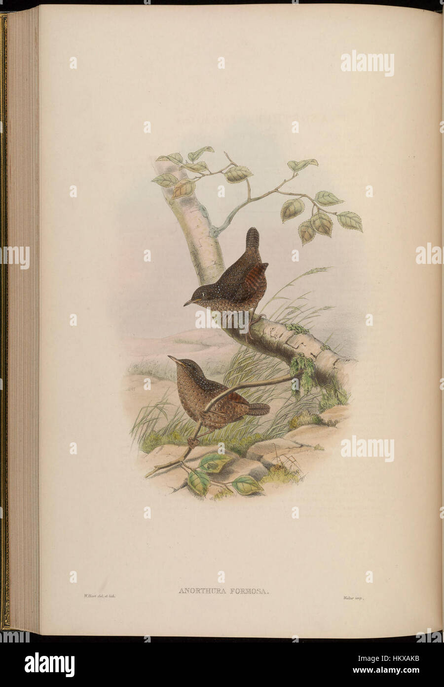 Artistic depiction birds native hi-res stock photography and images - Alamy