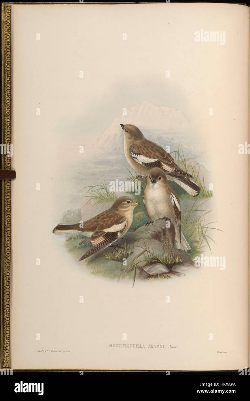 This artwork titled 'Birds of Asia' by John Go VGoul illustrates a ...