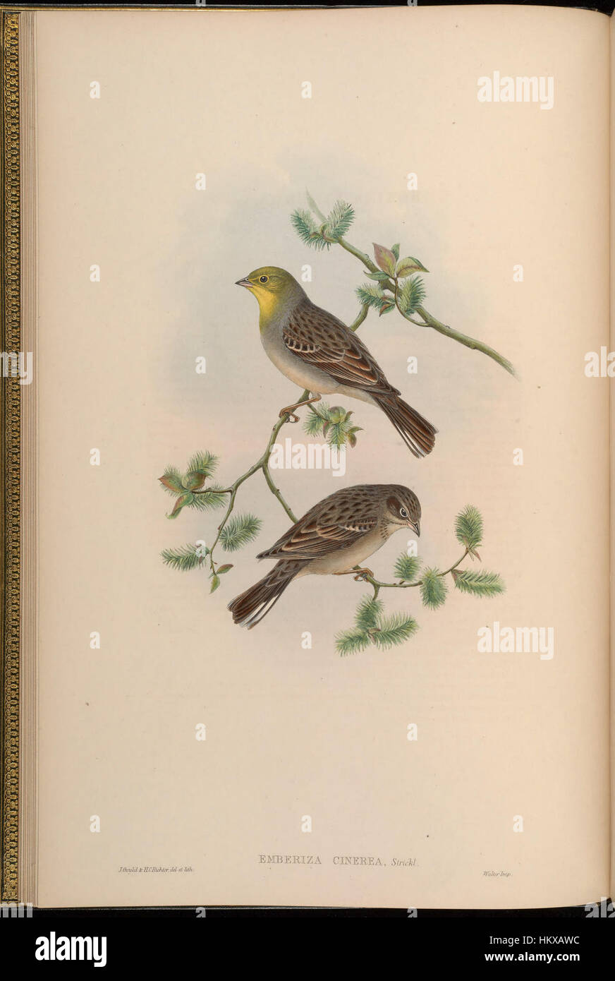 This artwork by John GoVGoul features birds native to Asia, captured ...