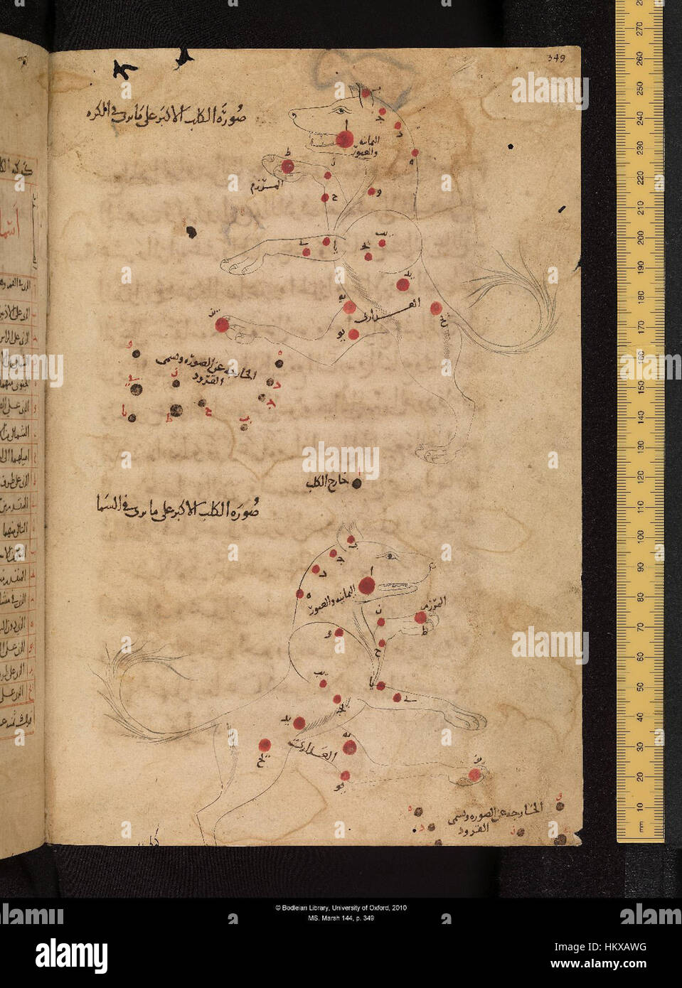 Book of the Fixed Stars Auv0357 Canis major Stock Photo - Alamy