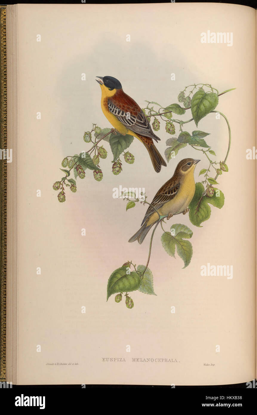 This illustration of birds from Asia, created by John Gould, features a ...