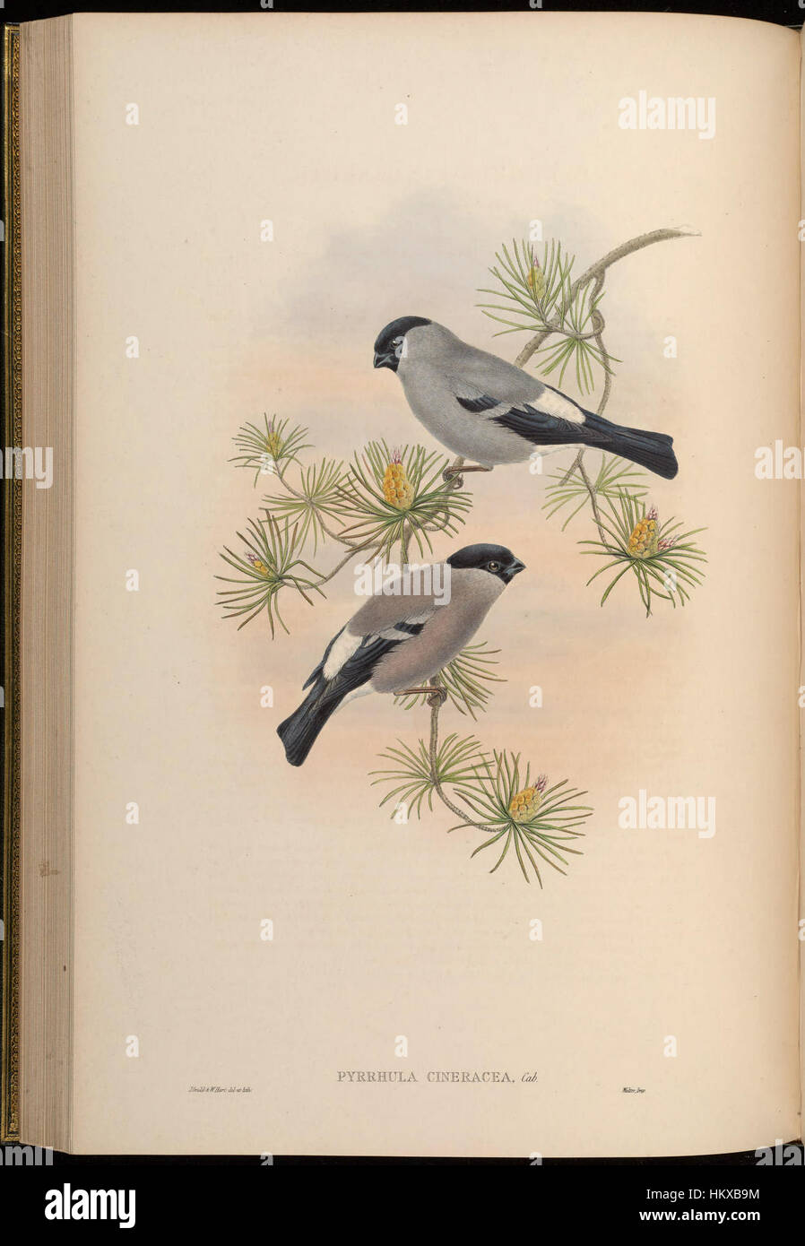 This artwork features birds from Asia, with a focus on their detailed ...