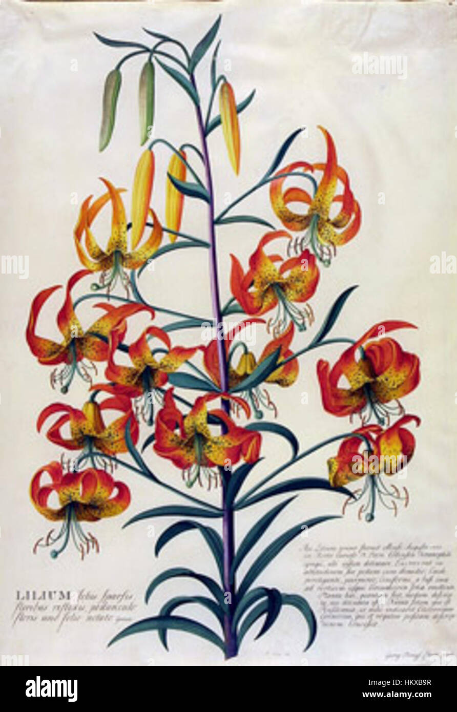 This botanical illustration of Lilium superbum, commonly known as the ...