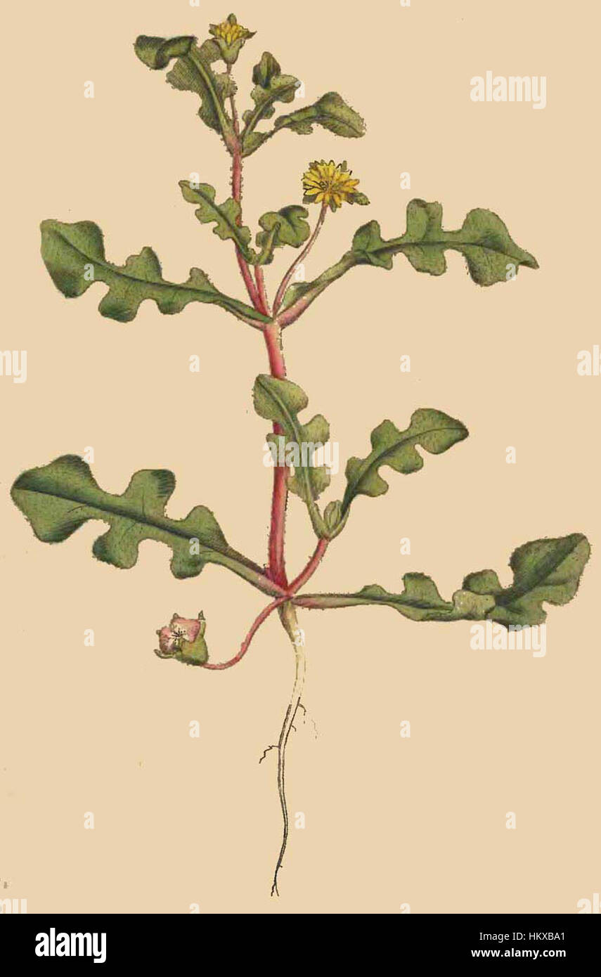 The artwork BotMag2(67) is a striking example of modern painting ...