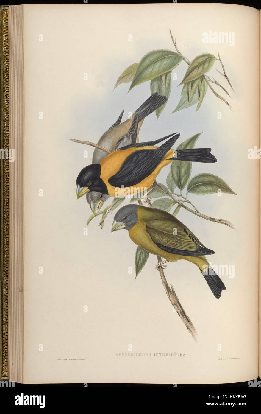 A detailed painting or illustration of birds from Asia, highlighting ...