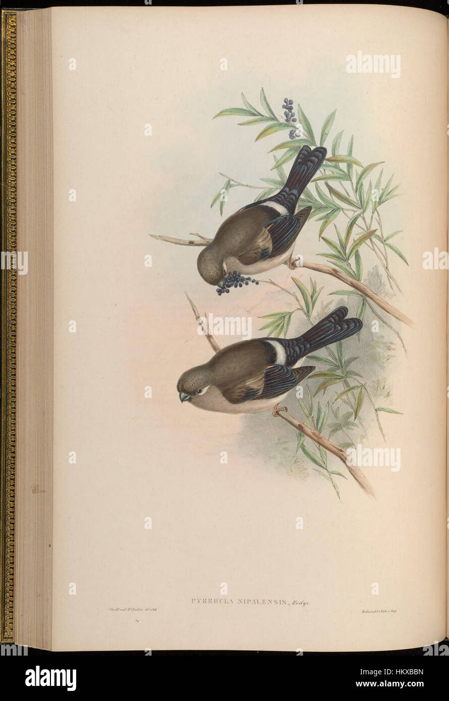 Artistic depiction birds native hi-res stock photography and images - Alamy