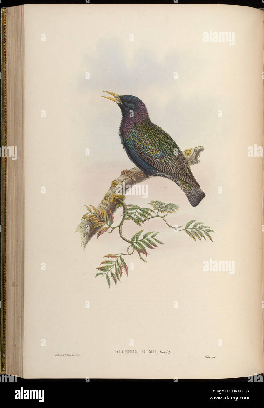 This illustration, part of the 'Birds of Asia' collection, showcases an ...
