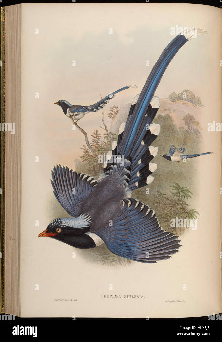 A work of art featuring birds from Asia, with an emphasis on intricate ...