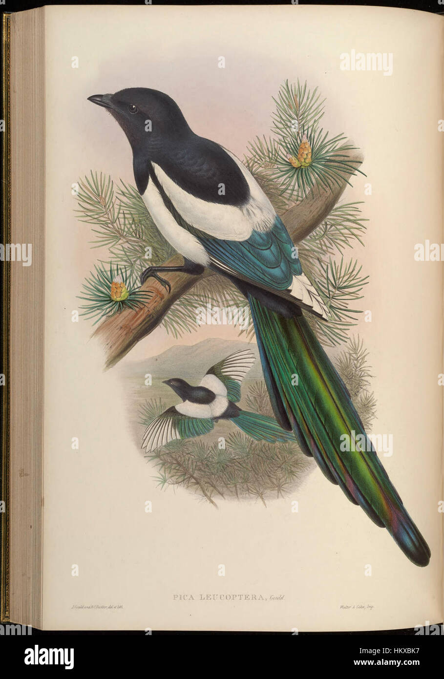 A detailed artwork of various bird species from Asia, illustrating the ...