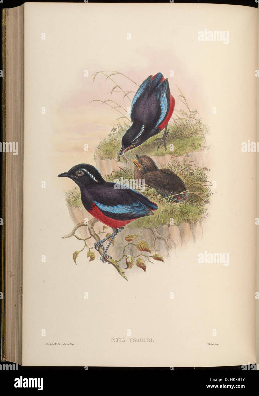 This artwork, 'BirdsAsiaJohnGoVGoul 0308,' captures a scene from Asia ...