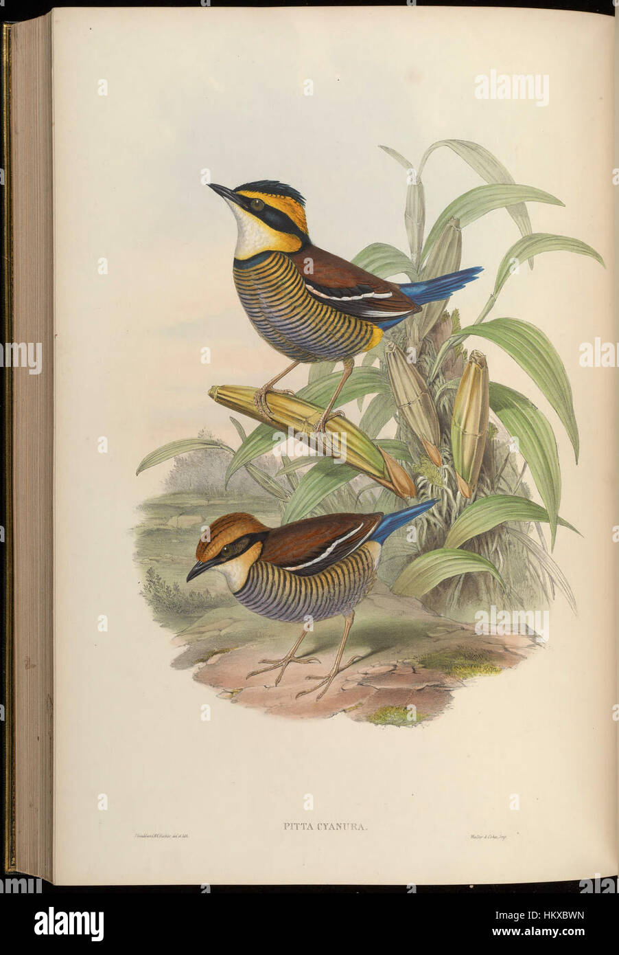 This painting, titled 'Birds Asia,' presents a detailed representation ...