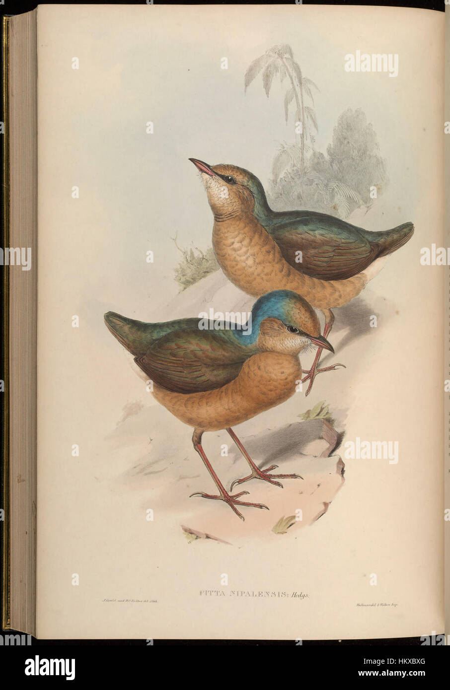 A painting by John Gould titled 'Birds of Asia' from his renowned ...
