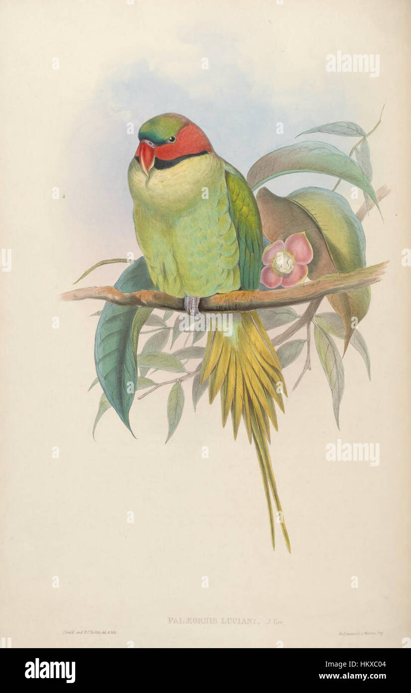 This artwork, 'Birds Asia,' is part of a series by John GoVIGoul ...